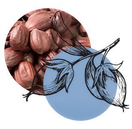 Damage Fix Shampoo | Repair & Strengthen Damaged Hair – privé products pro